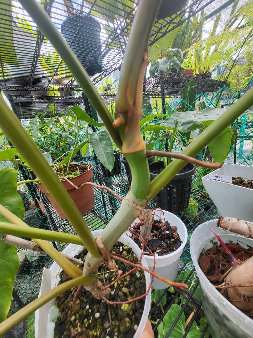 Philodendron Delinksii, Furniture & Home Living, Gardening, Plants ...