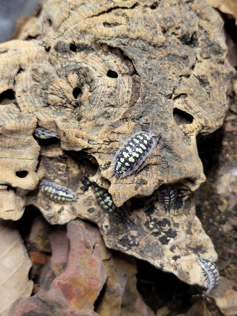 Haasi Porcellio isopod food, Pet Supplies, Pet Food on Carousell