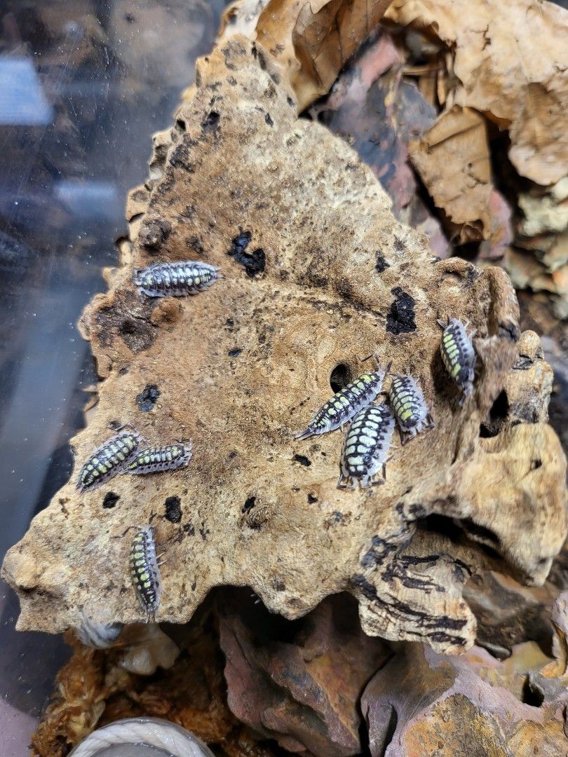 Haasi Porcellio isopod food, Pet Supplies, Pet Food on Carousell