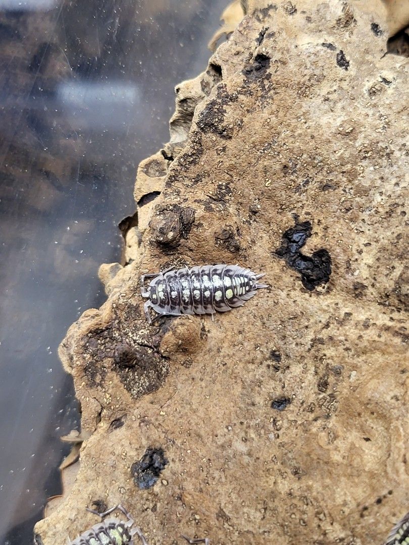 Haasi Porcellio isopod food, Pet Supplies, Pet Food on Carousell