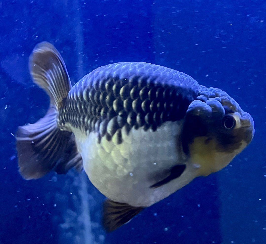 Rare Ranchu Panda Ink Painting @Singapore, Hobbies & Toys, Stationery ...