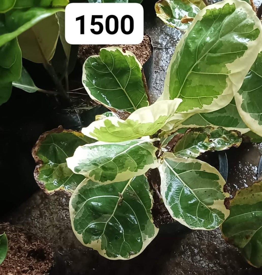 Rare Variegated Fiddle Leaf Fig Furniture And Home Living Gardening Plants And Seeds On Carousell