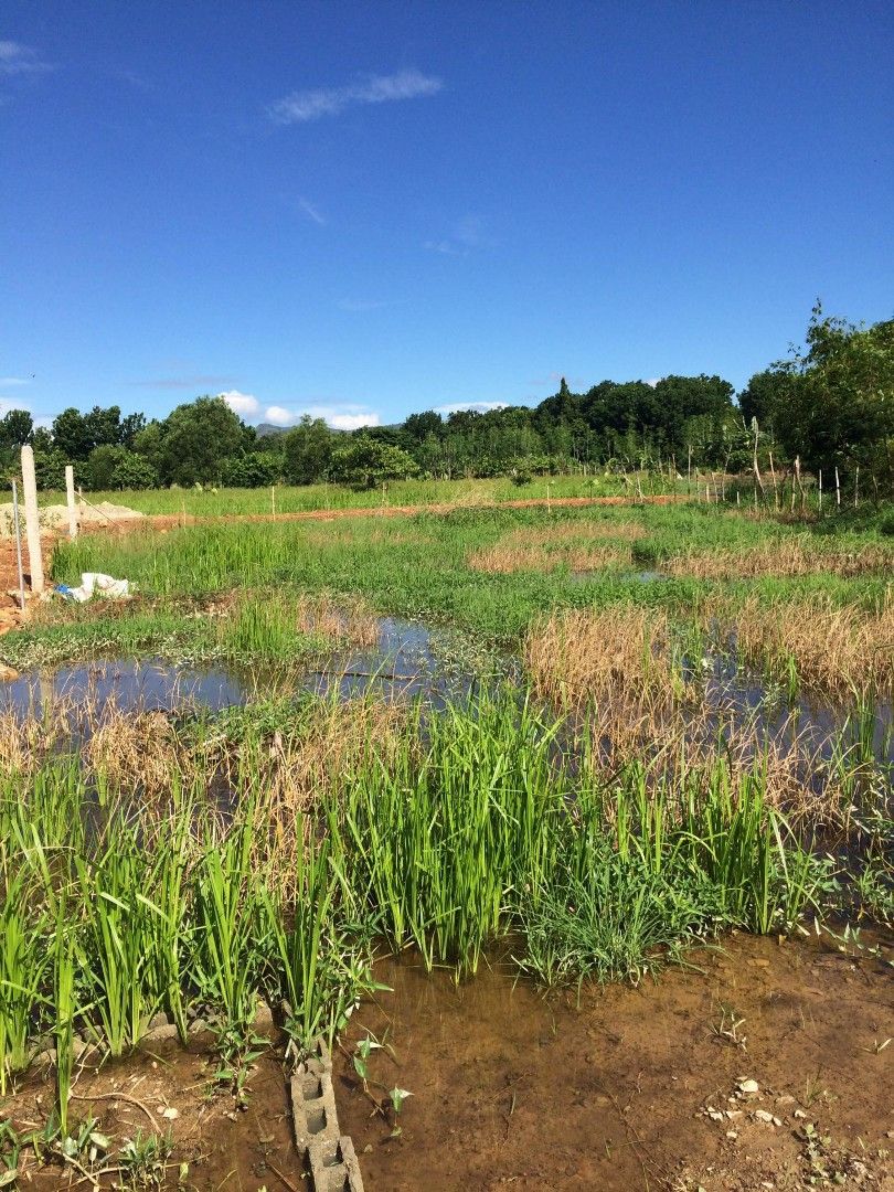 RUSH SALE 1,000 SQM. Farm Residential Lot, Property, For Sale, Lot on ...