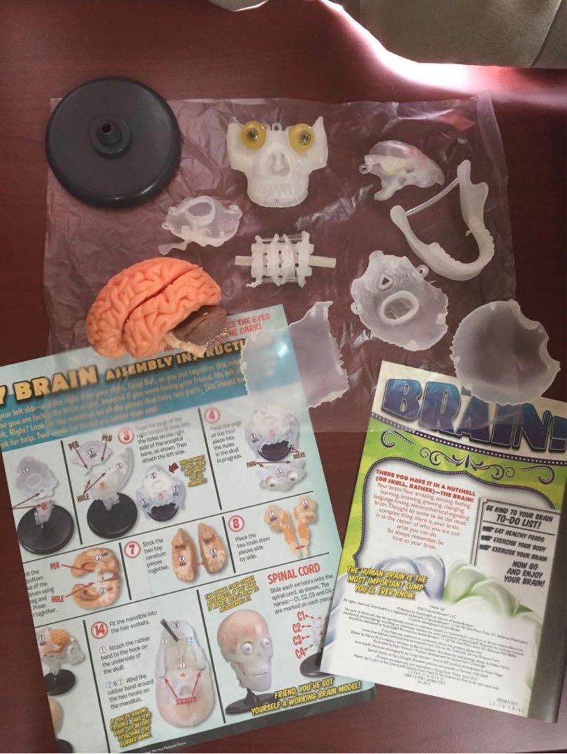 Smartlab squishy human body & brain science kit, Hobbies & Toys, Toys ...