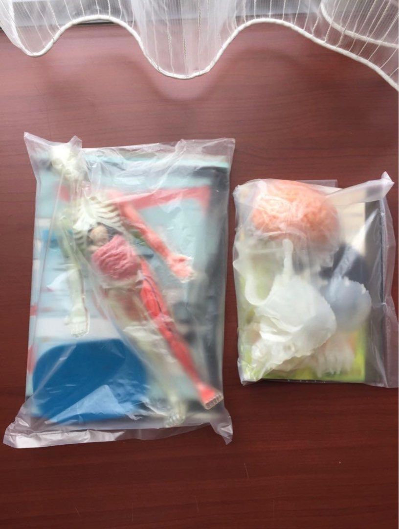 Smartlab squishy human body & brain science kit, Hobbies & Toys, Toys ...