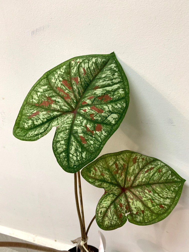 Thai caladium- BangYai City, Furniture & Home Living, Gardening, Plants ...