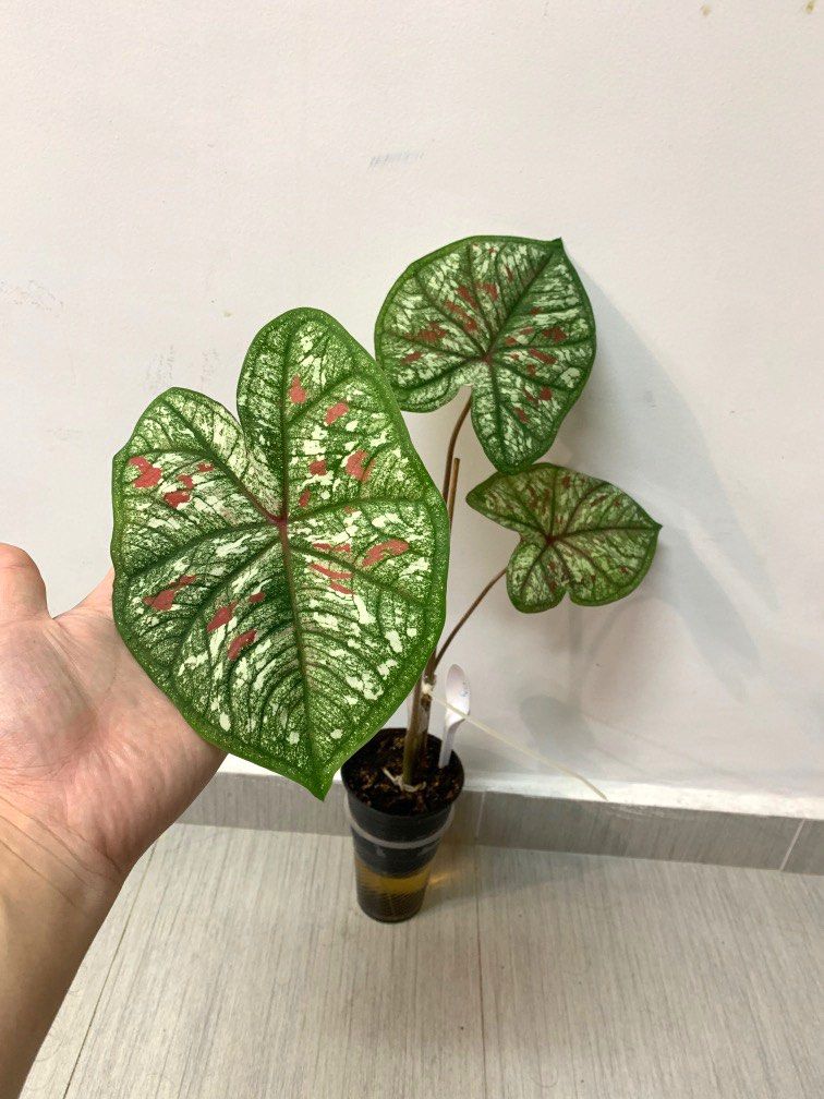 Thai caladium- BangYai City, Furniture & Home Living, Gardening, Plants ...