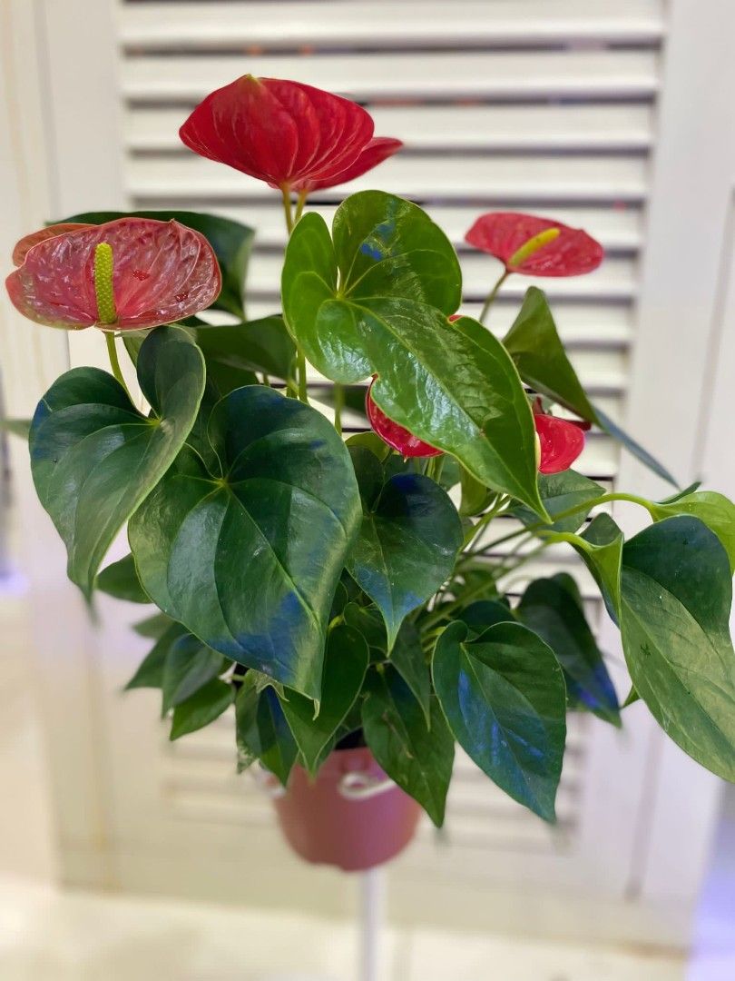 Anthurium, Furniture & Home Living, Gardening, Plants & Seeds on Carousell