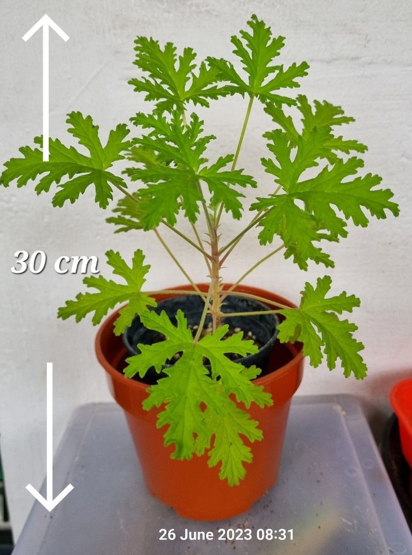 Citronella plant in pot, Furniture & Home Living, Gardening, Plants ...