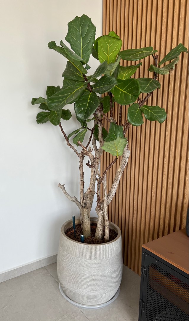 Ficus Lyrata In large grey concrete pot with plant pot base (saucer ...