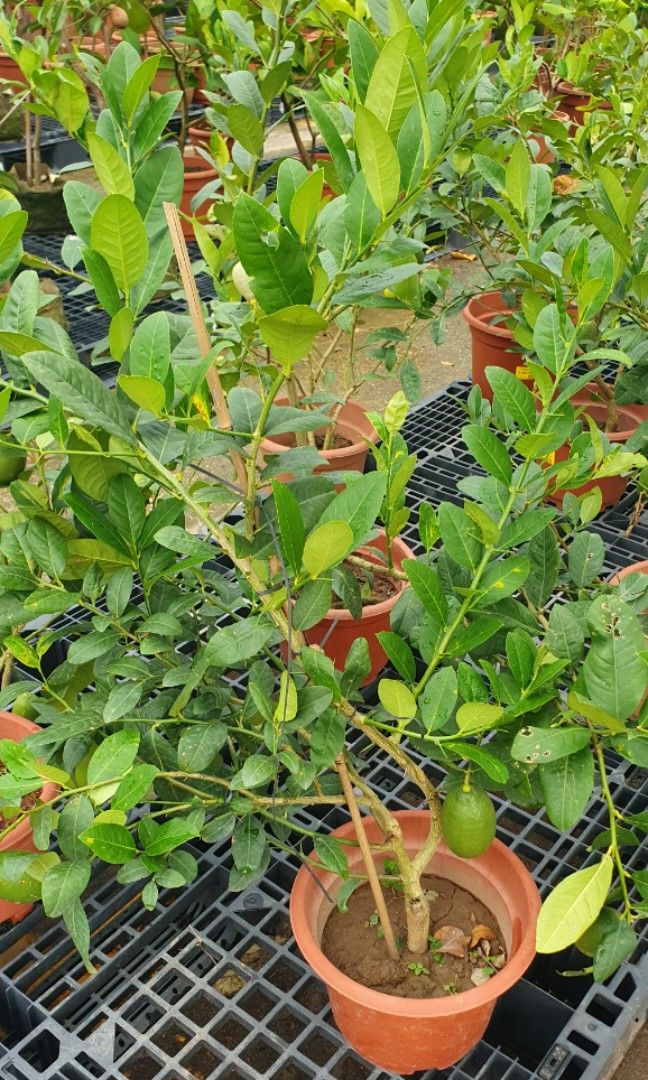 Fruit Plant - Taiwan Lemon Plant, Furniture & Home Living, Gardening ...
