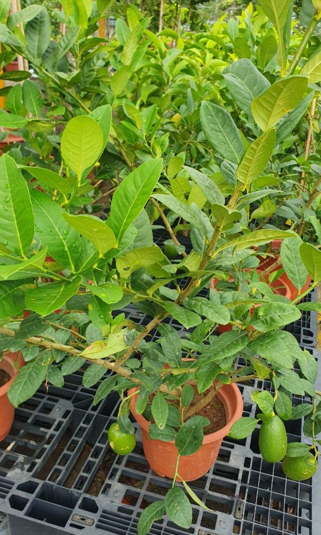 Fruit Plant - Taiwan Lemon Plant, Furniture & Home Living, Gardening ...