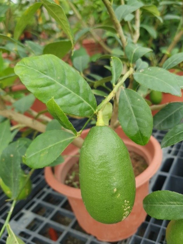 Fruit Plant - Taiwan Lemon Plant, Furniture & Home Living, Gardening ...