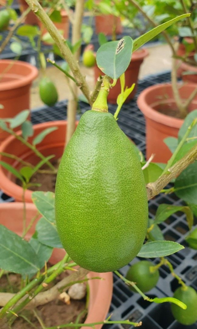 Fruit Plant - Taiwan Lemon Plant, Furniture & Home Living, Gardening ...