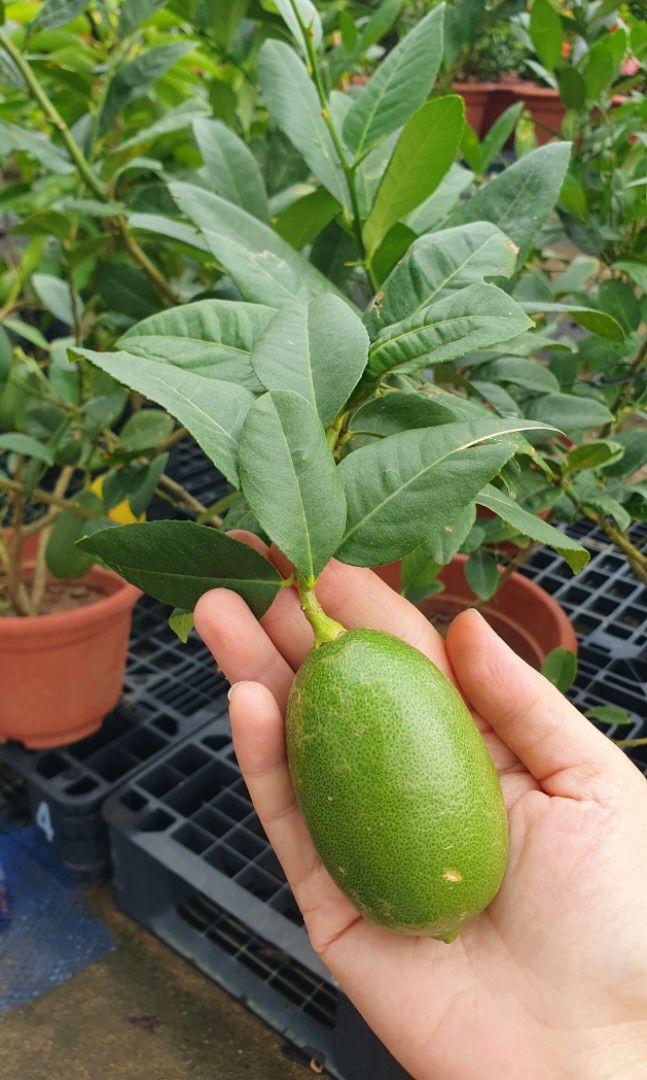 Fruit Plant - Taiwan Lemon Plant, Furniture & Home Living, Gardening ...