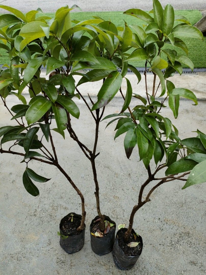 Gui Wei lychee, Furniture & Home Living, Gardening, Plants & Seeds on ...