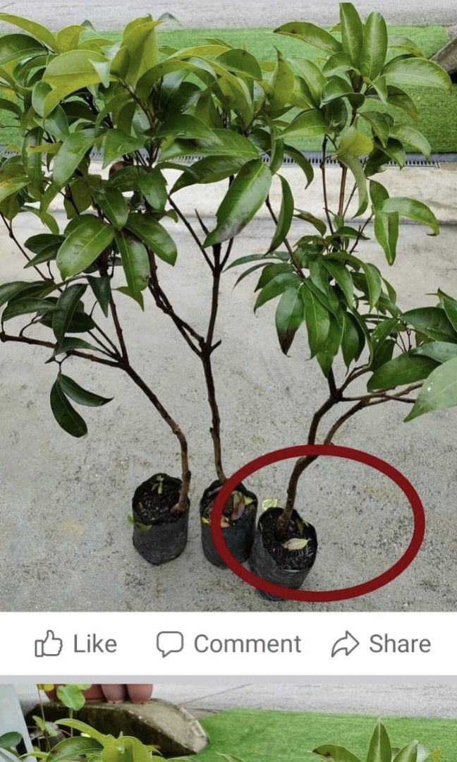 Gui Wei lychee, Furniture & Home Living, Gardening, Plants & Seeds on ...