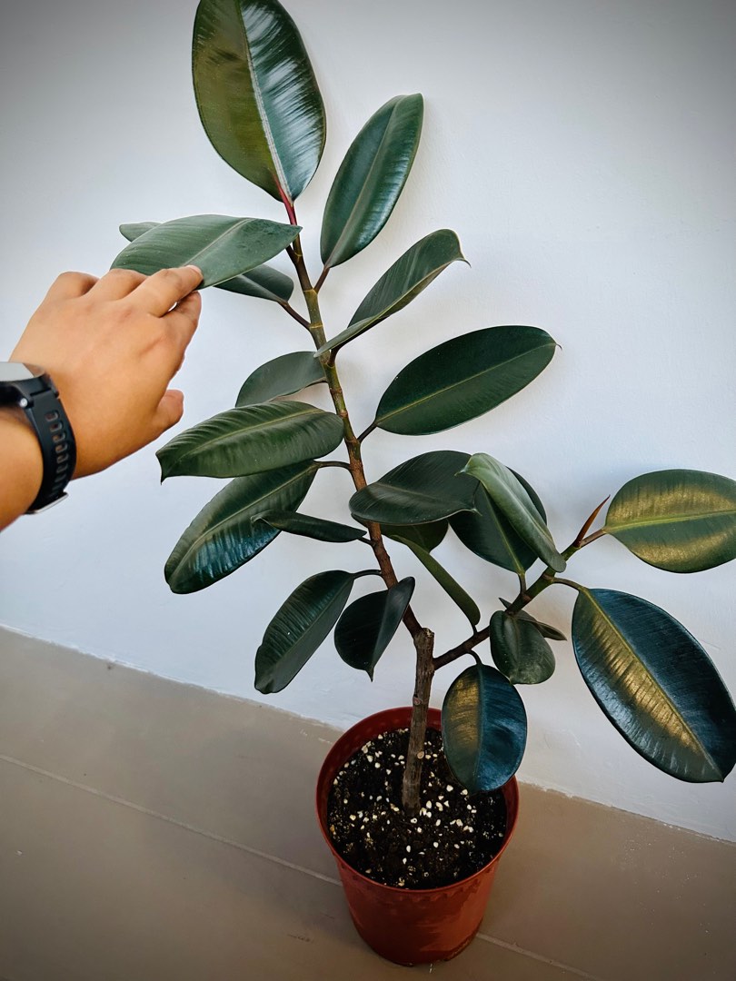 Home Grown Rubber Tree, Furniture & Home Living, Gardening, Plants ...