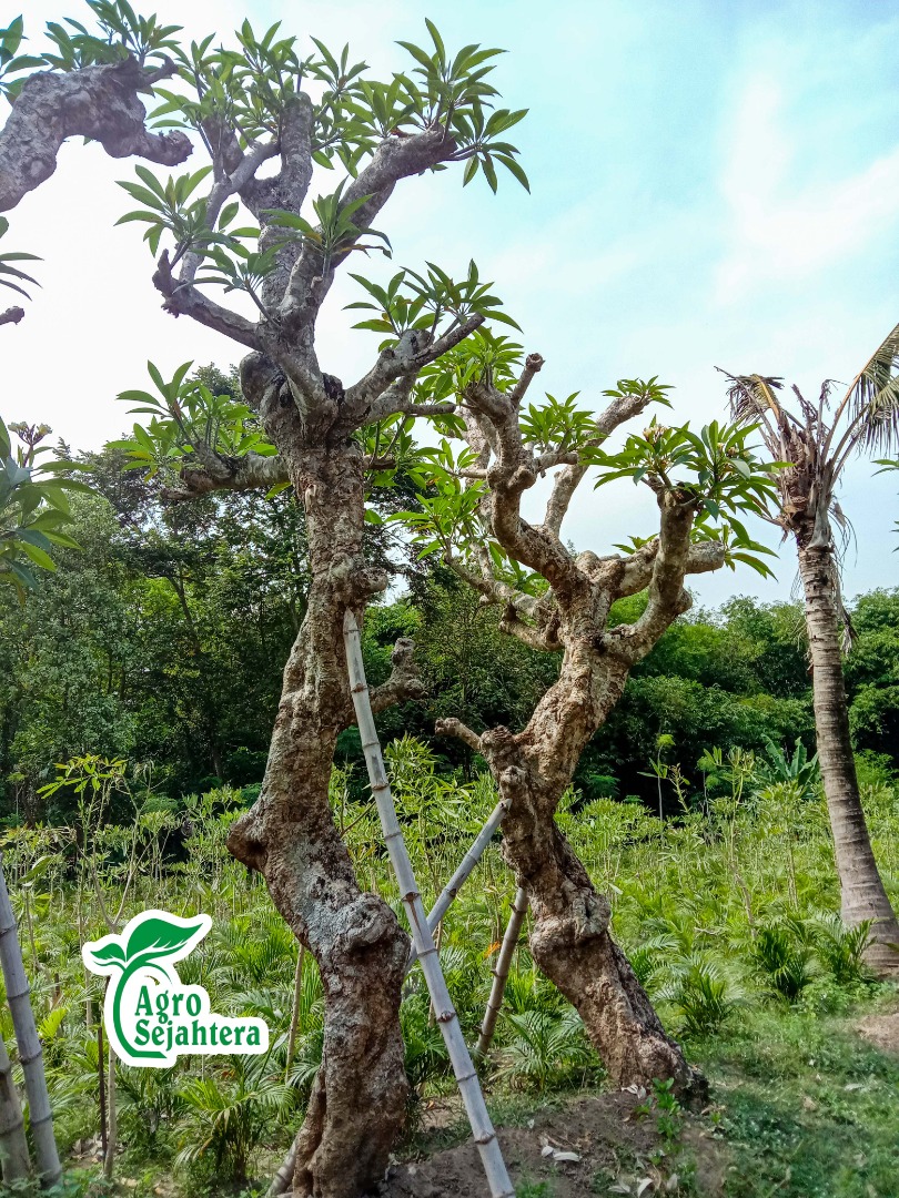 Jual Pohon Kamboja Fosil | Kamboja Fosil Langka | Kamboja Fosil Mewah ...