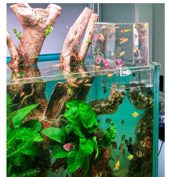 Make A Vacuum Inverted Suspended Fish Tank, Pet Supplies, Homes & Other ...