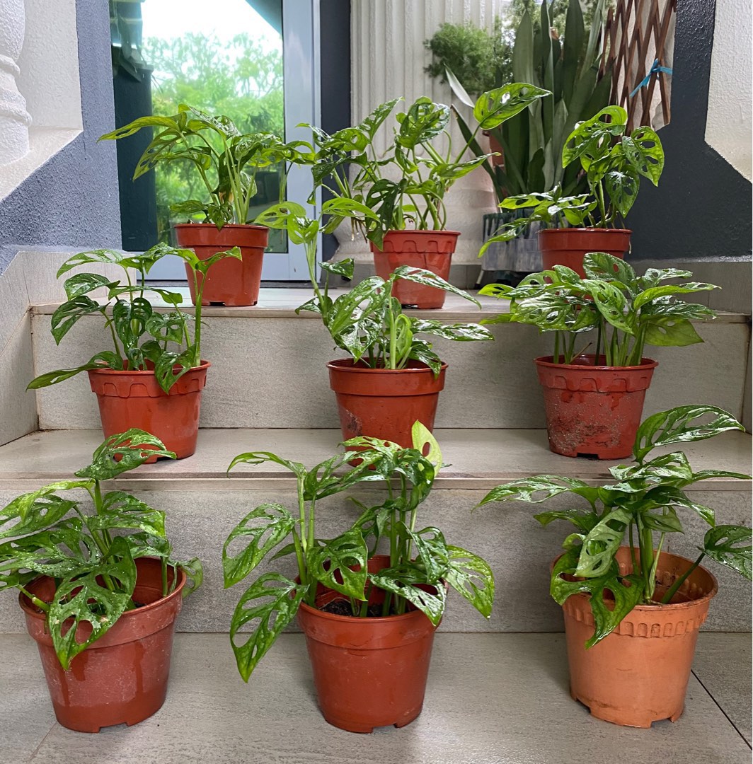 Monstera Adansonii (Swiss Cheese Plant) / Synogium (Arrowhead Plant ...