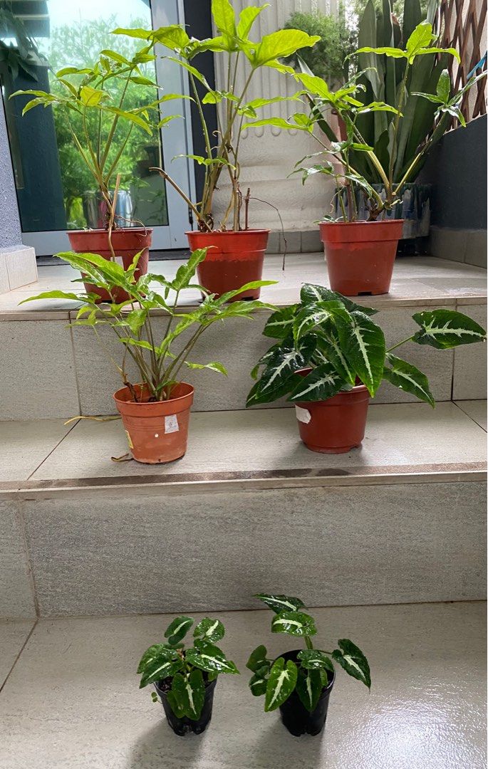 Monstera Adansonii (Swiss Cheese Plant) / Synogium (Arrowhead Plant ...