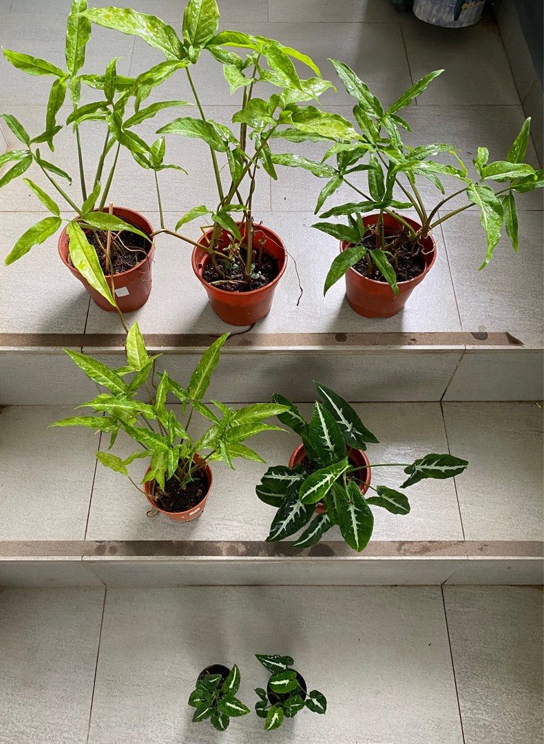Monstera Adansonii (Swiss Cheese Plant) / Synogium (Arrowhead Plant ...