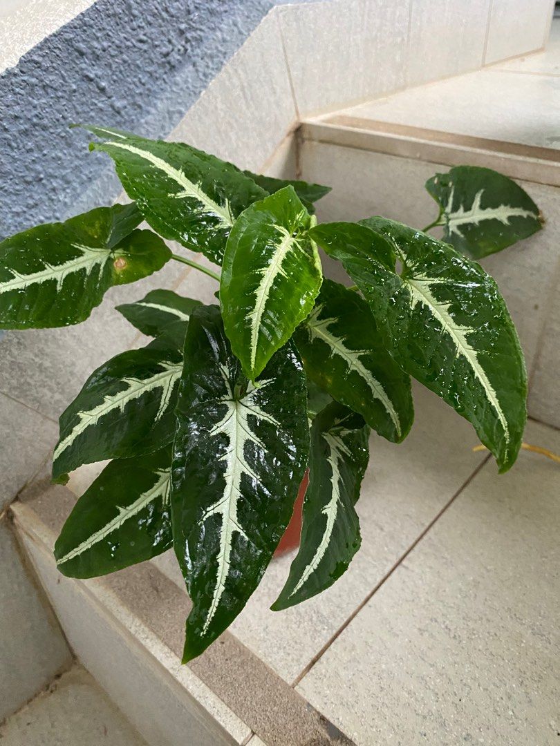 Monstera Adansonii (Swiss Cheese Plant) / Synogium (Arrowhead Plant ...
