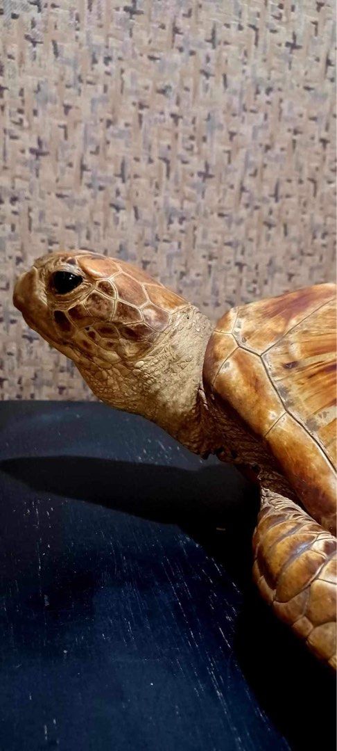 Vintage Taxidermy Sea Turtle, Hobbies & Toys, Memorabilia ...