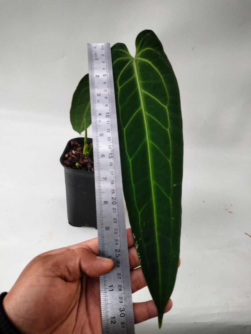 Anthurium Warocqueanum, Furniture & Home Living, Gardening, Plants ...