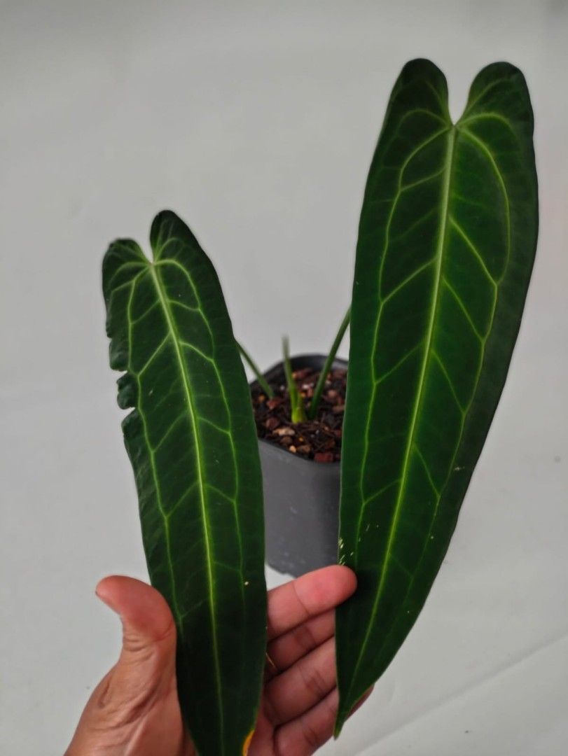 Anthurium Warocqueanum, Furniture & Home Living, Gardening, Plants ...