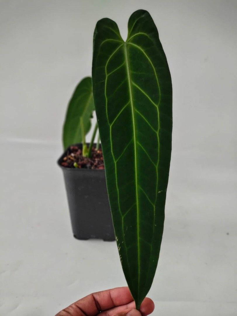Anthurium Warocqueanum, Furniture & Home Living, Gardening, Plants ...