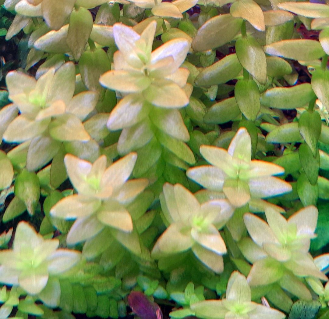 Bacopa Caroliniana, Pet Supplies, Homes & Other Pet Accessories on ...