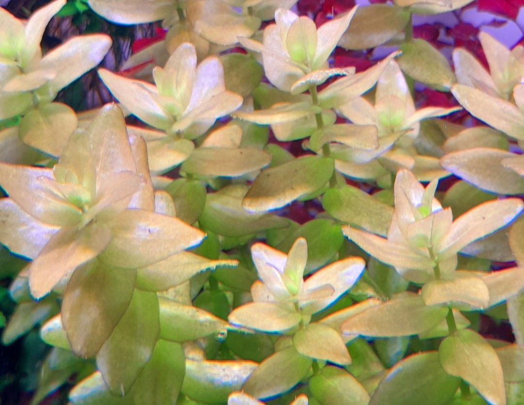Bacopa Caroliniana, Pet Supplies, Homes & Other Pet Accessories on ...