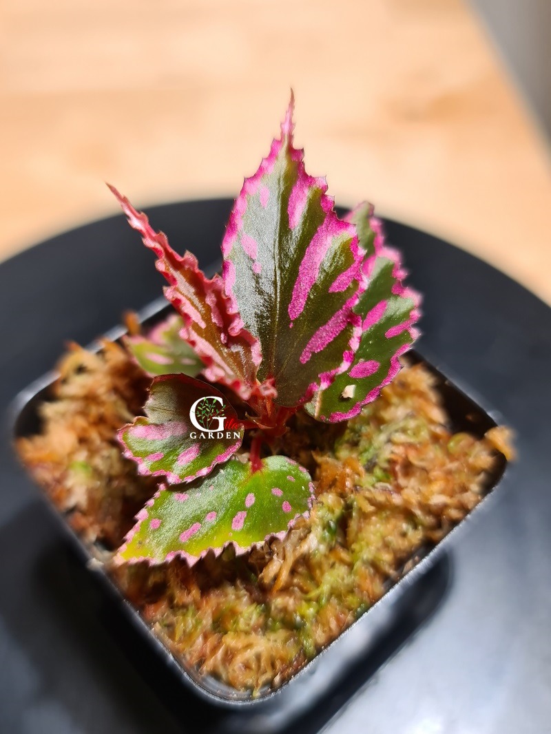 Begonia julau Type 1 [Begonia][Leaf Plants][GILAGARDEN], Furniture ...
