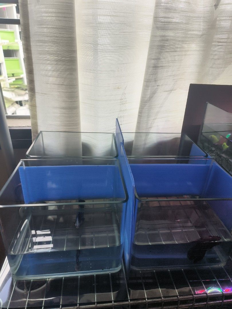 Betta tanks, Pet Supplies, Homes & Other Pet Accessories on Carousell