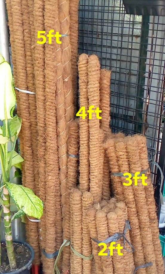 Coco Pole, Furniture & Home Living, Gardening, Pots & Planters on Carousell