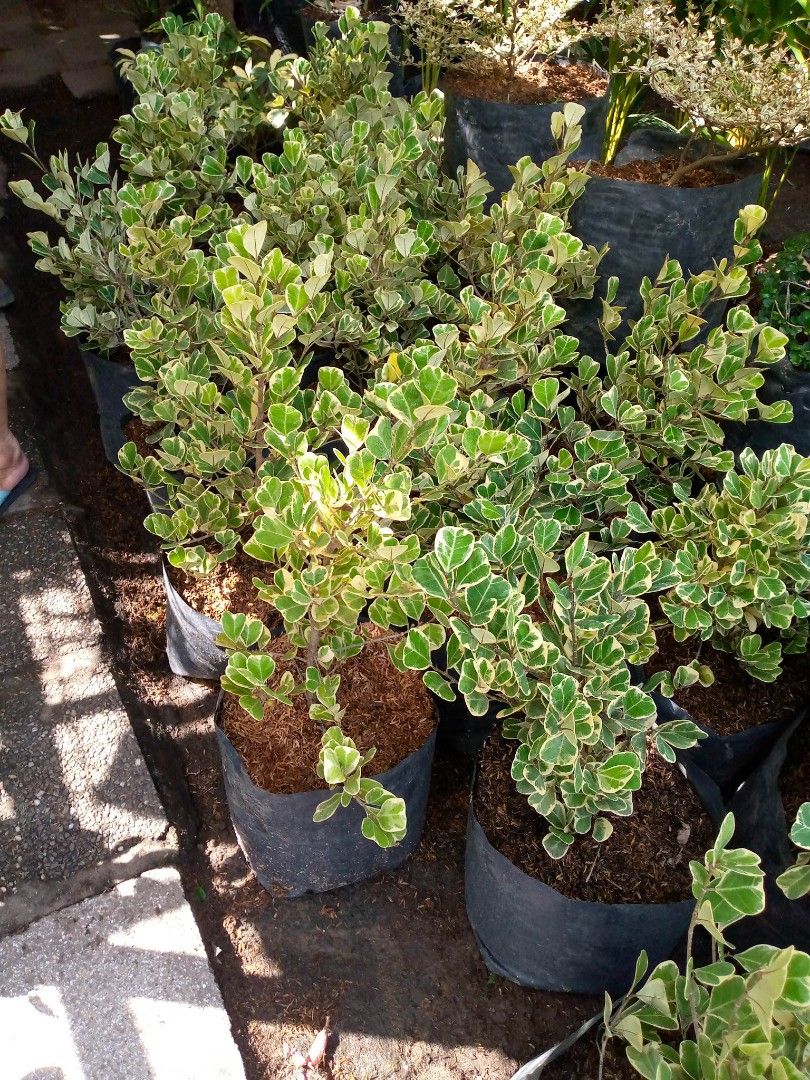 Ficus Triangularis, Furniture & Home Living, Gardening, Plants & Seeds ...