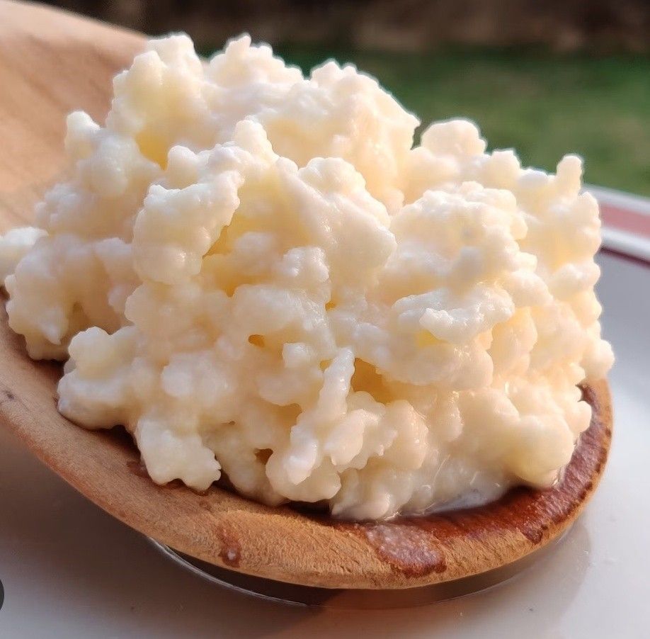 Milk Kefir Grains, Food & Drinks, Rice & Noodles on Carousell