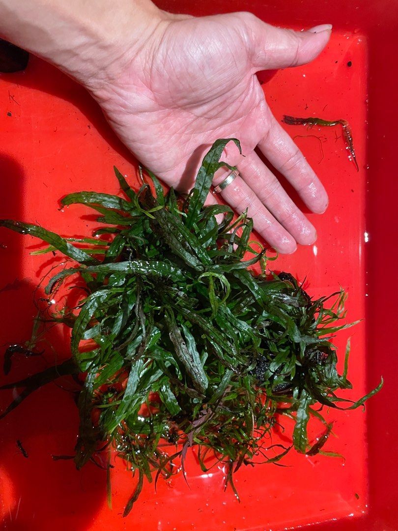 Narrow and needle fern, Furniture & Home Living, Gardening, Plants ...