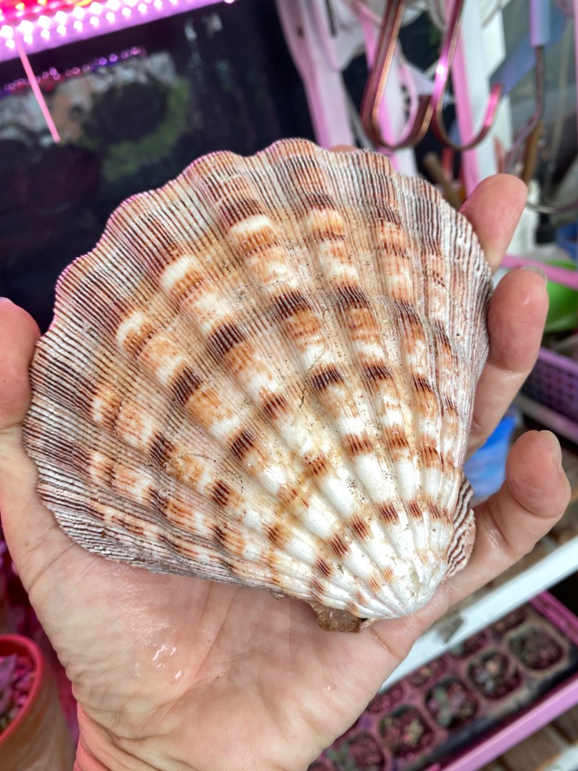 Ocean seashell, Hobbies & Toys, Memorabilia & Collectibles, Vintage ...