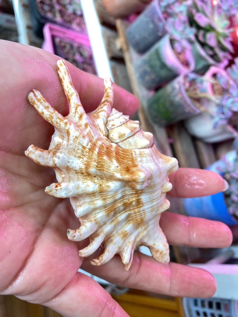 Ocean seashell, Pet Supplies, Homes & Other Pet Accessories on Carousell