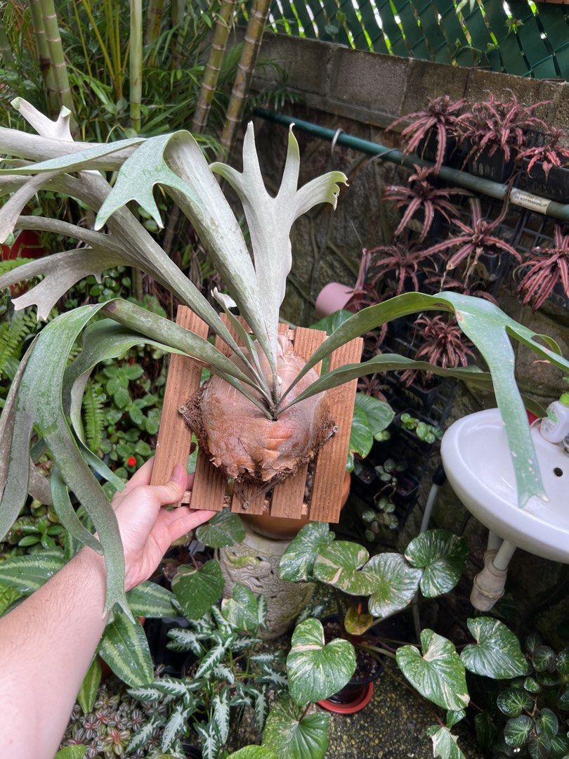 Platycerium Pegasus, Furniture & Home Living, Gardening, Plants & Seeds on Carousell