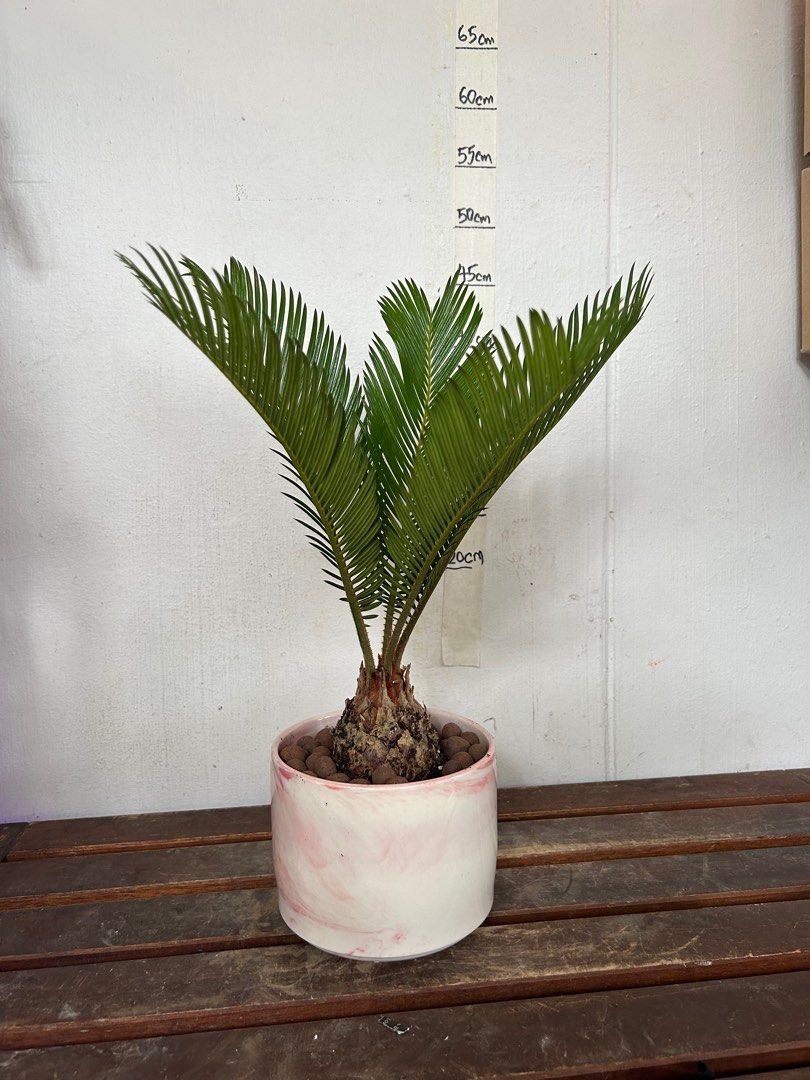 Sago Palm/Cycas revoluta in ceramic pot, Furniture & Home Living ...