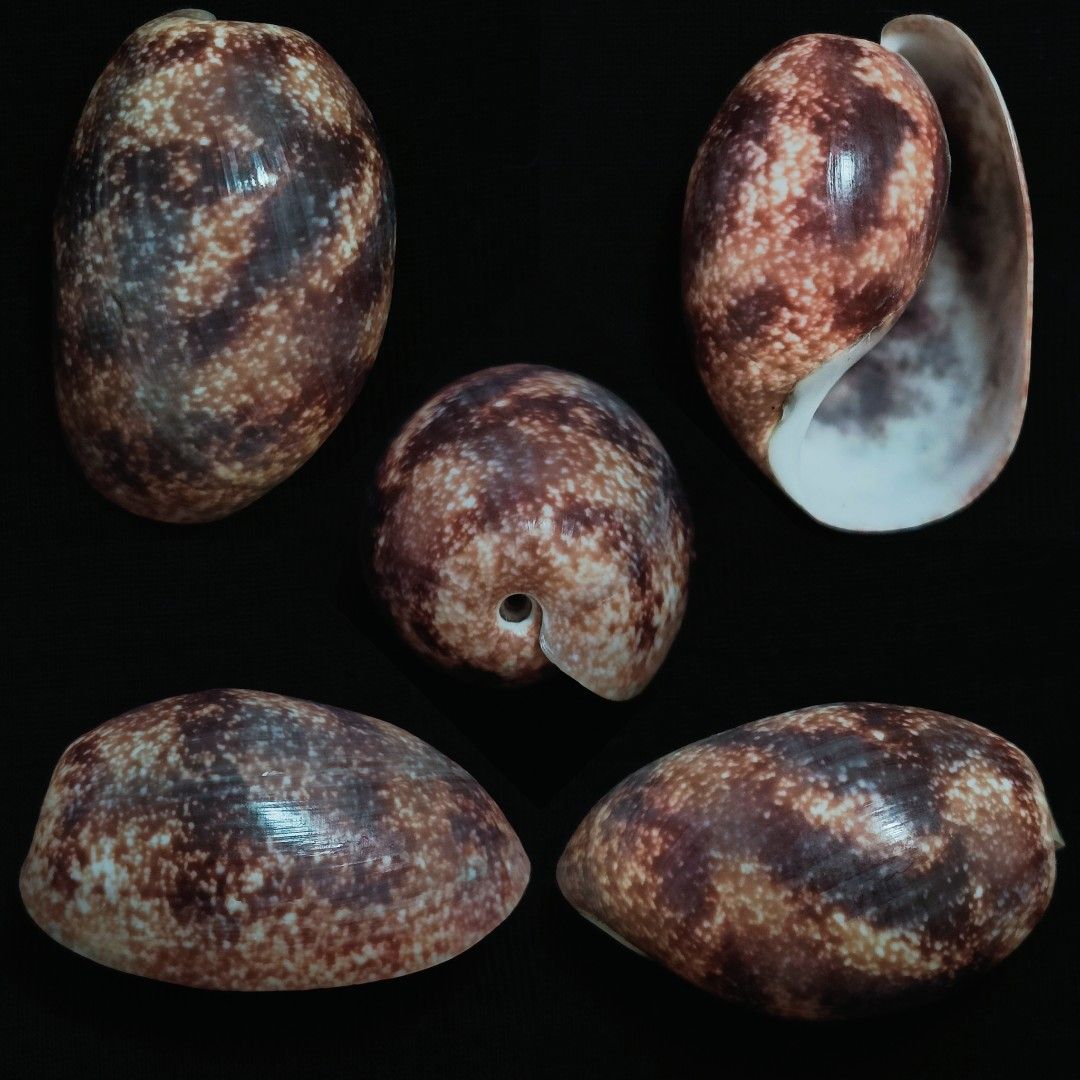 Seashell - Ventricosa Bubble Shell (Large and Beautiful), Hobbies ...