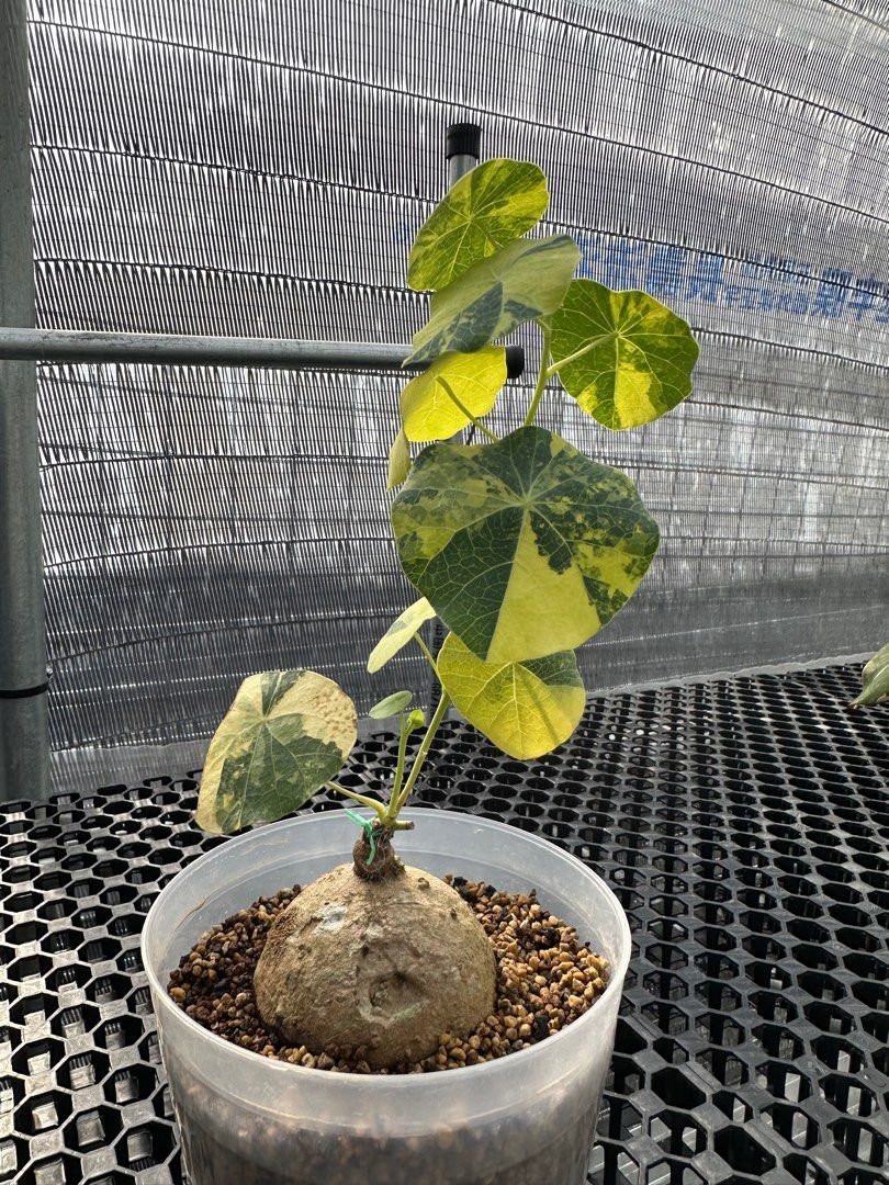 Stephania Erecta Variegated, Furniture & Home Living, Gardening, Plants ...