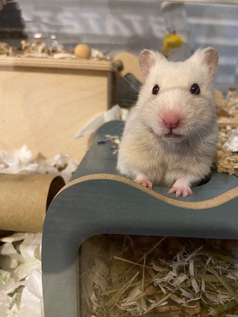 Tafit hamster burrow digging box hideout, Pet Supplies, Homes & Other ...