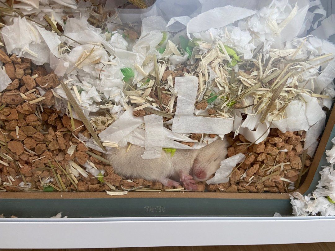 Tafit hamster burrow digging box hideout, Pet Supplies, Homes & Other ...