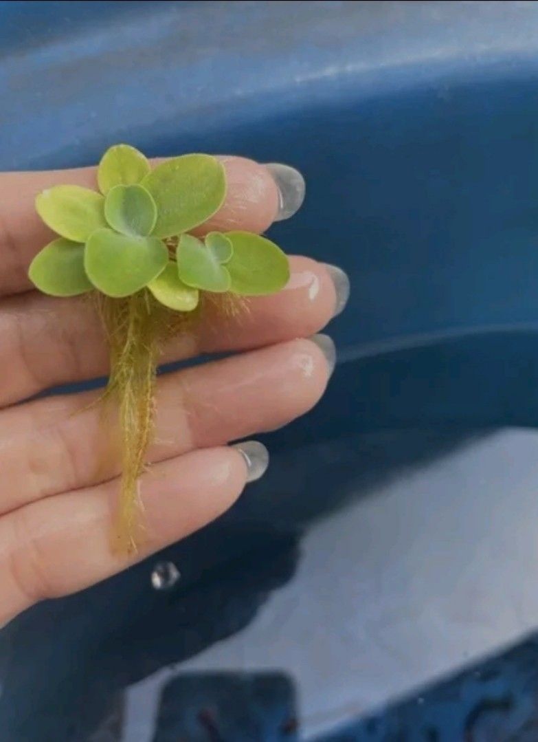 Aquarium Floating Plant (Pistia stratiotes), Furniture & Home Living ...