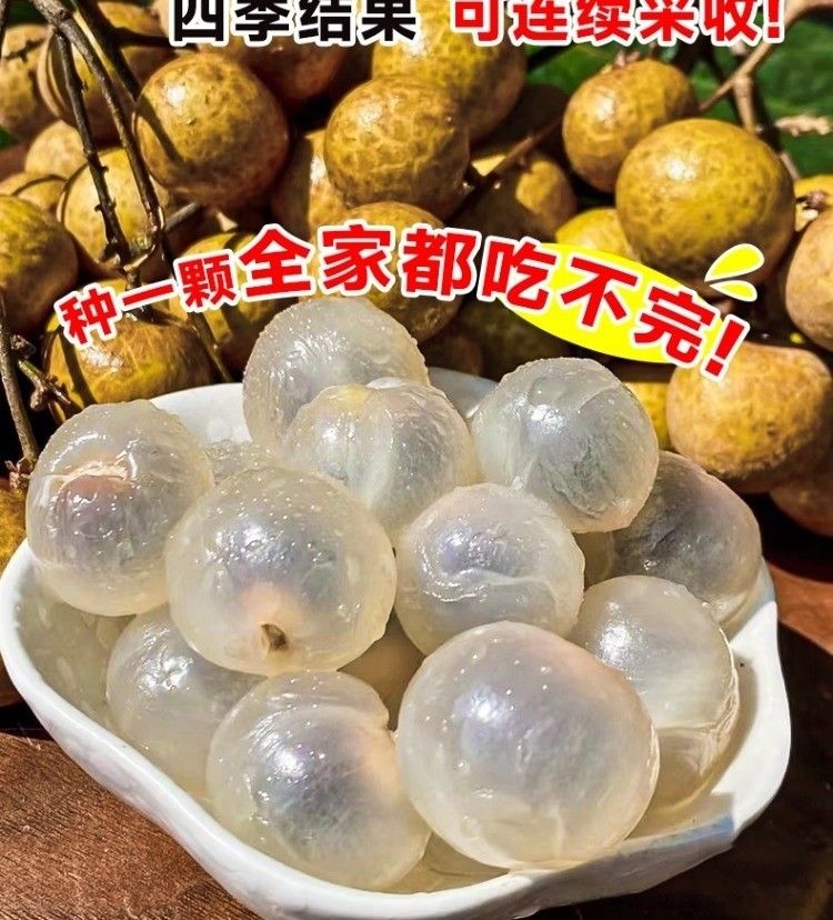 Big size longan, Furniture & Home Living, Gardening, Plants & Seeds on ...